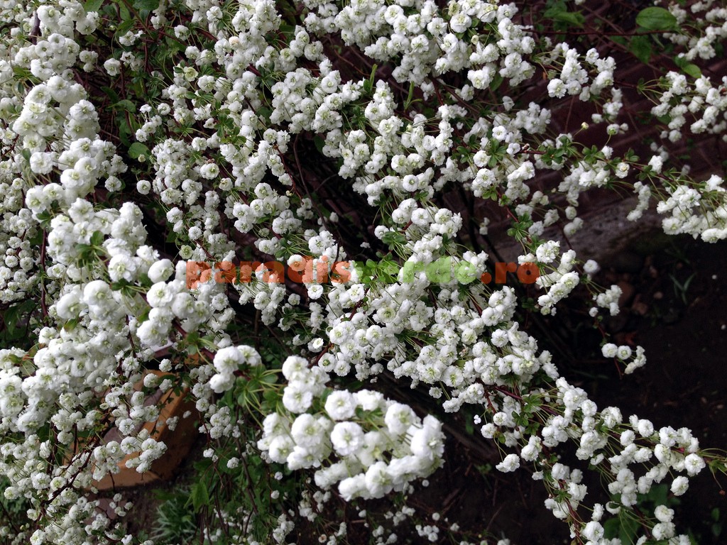 Utilizările medicinale ale ipcărigei (floarea-miresei) | Paradis Verde