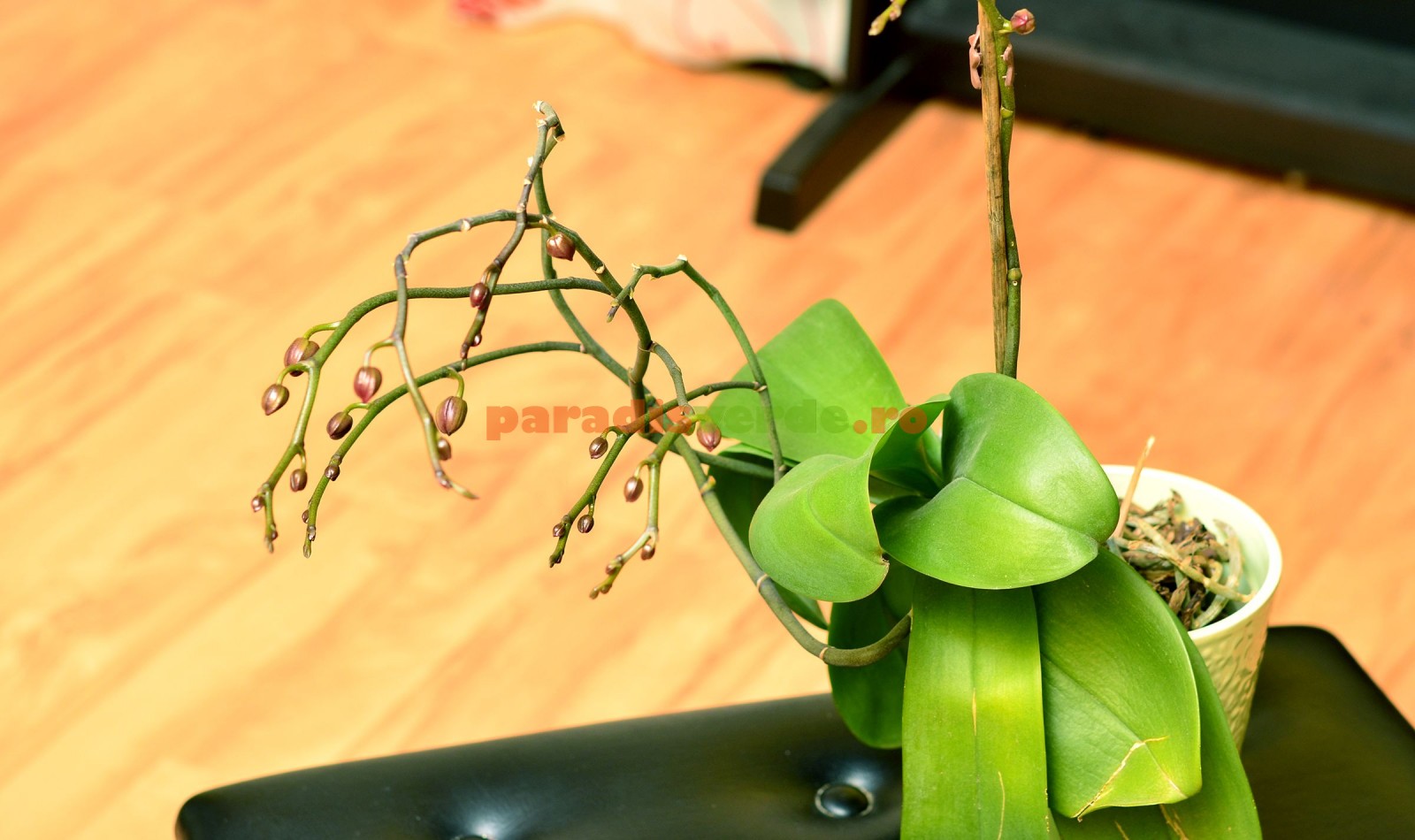 Cum apreciem dacă orhideea e mulțumită de lumina pe care o primește ...