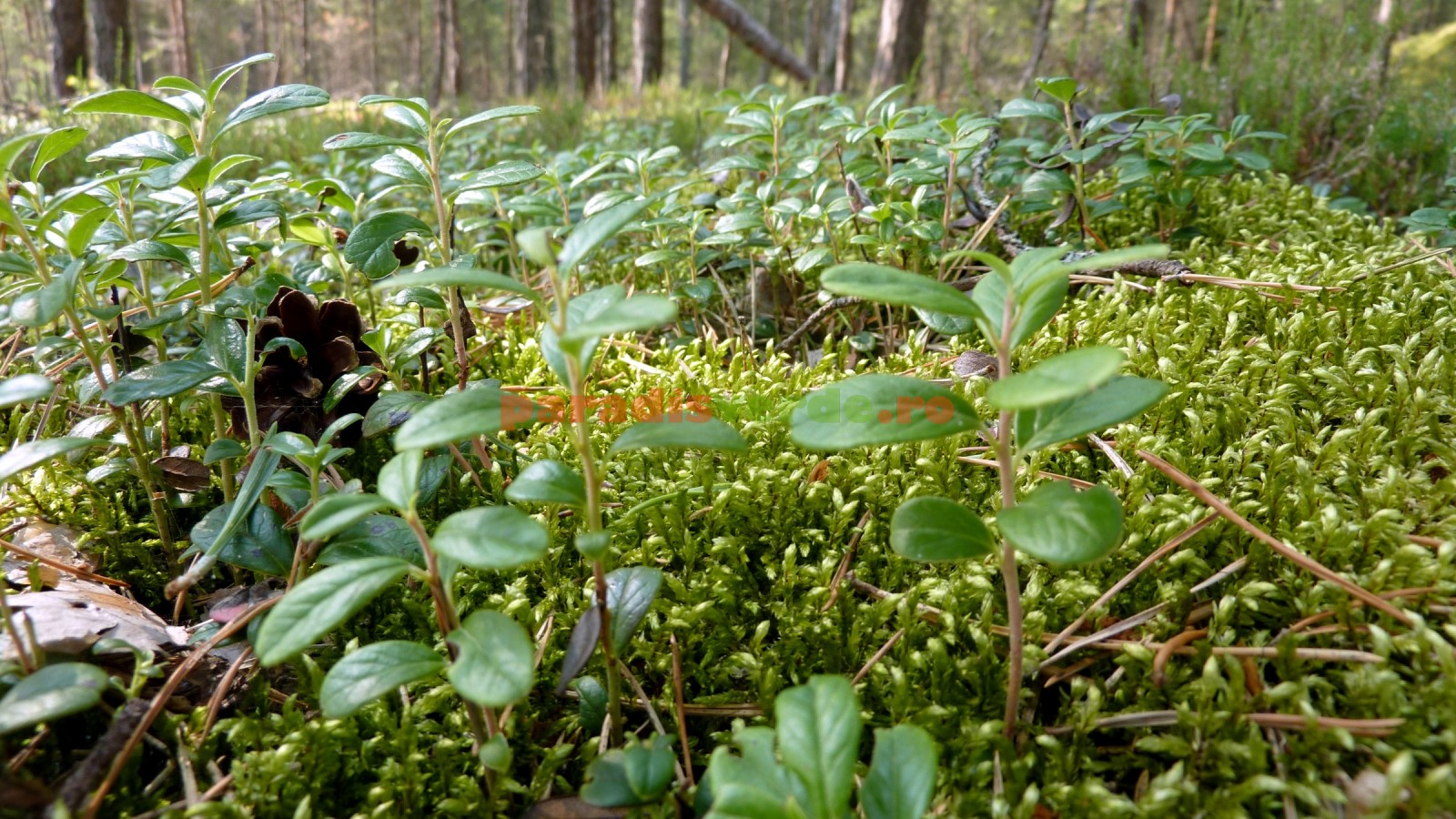 Merișorul, campion în menținerea sănătății tractului urinar | Paradis Verde