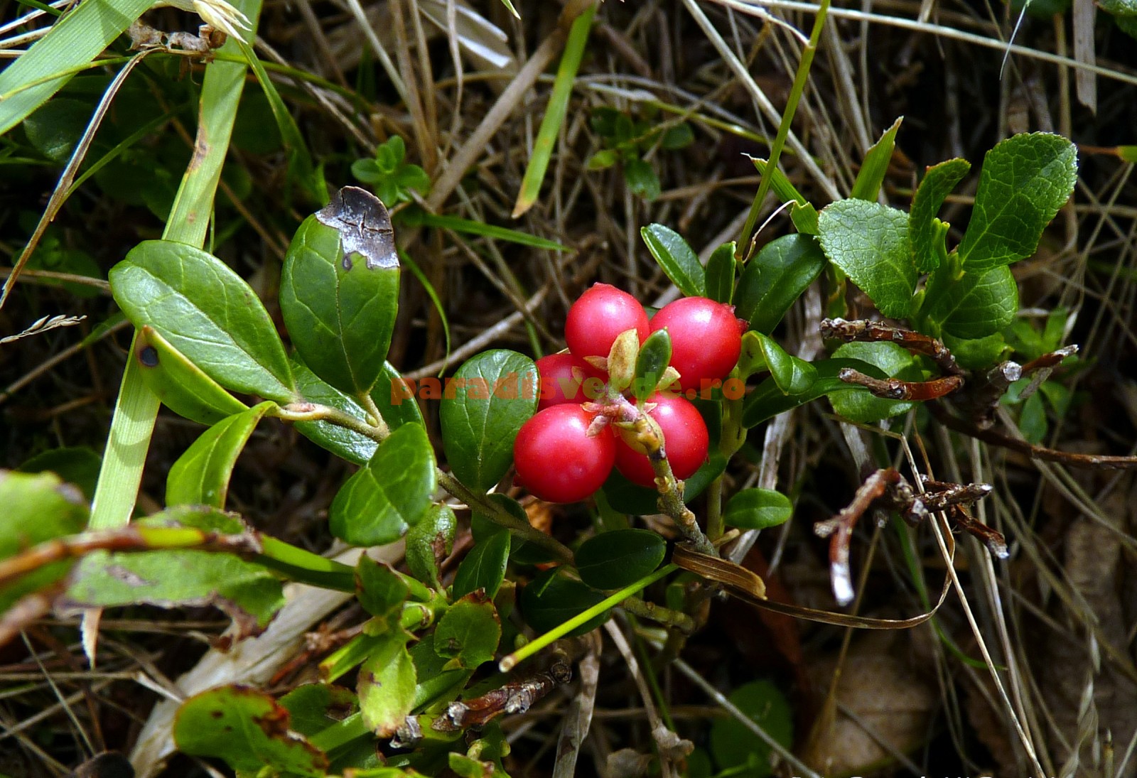 Merișorul, campion în menținerea sănătății tractului urinar | Paradis Verde