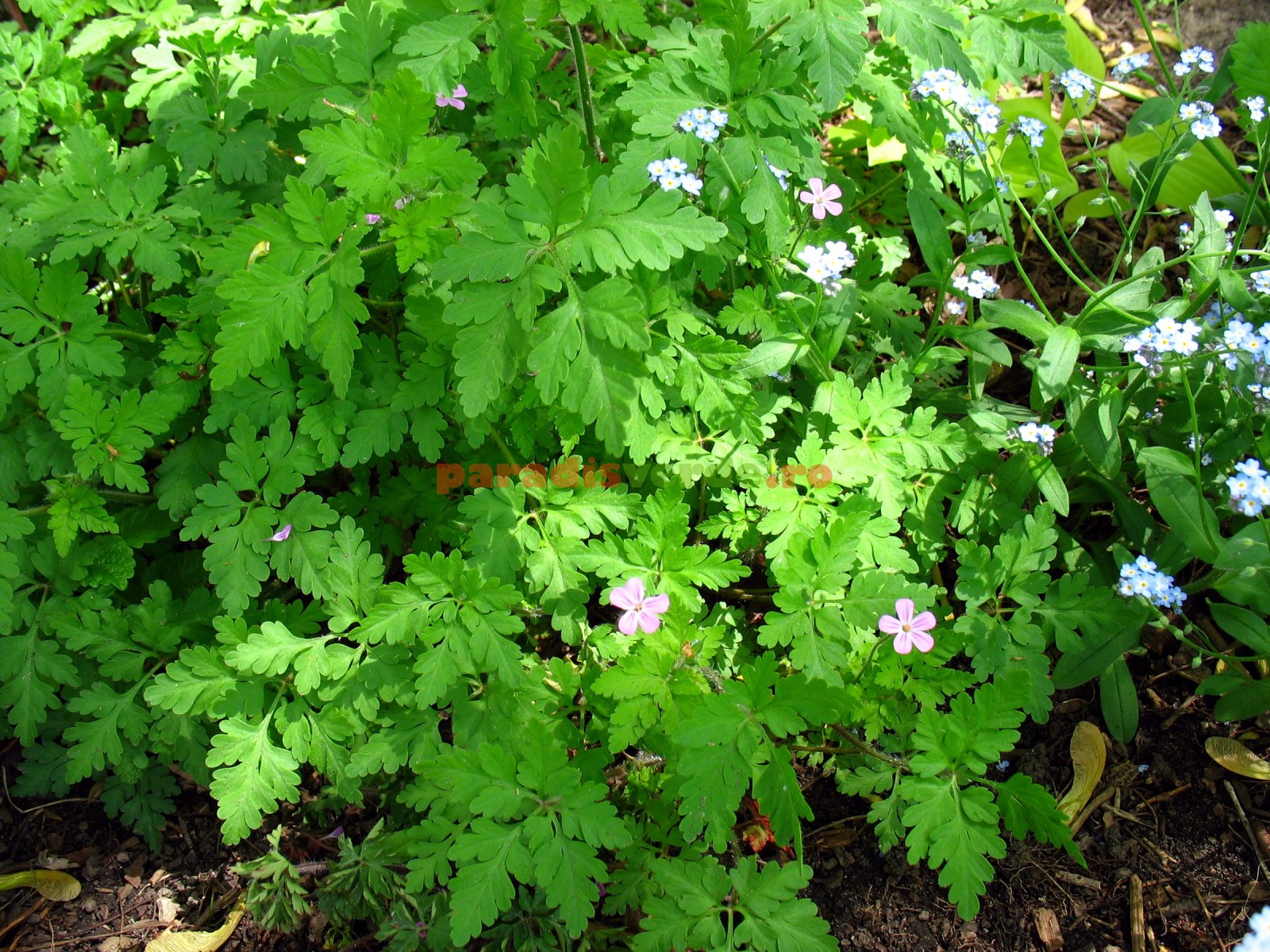 Năpraznicul, miros neplăcut, dar proprietăți multi-vindecătoare ...