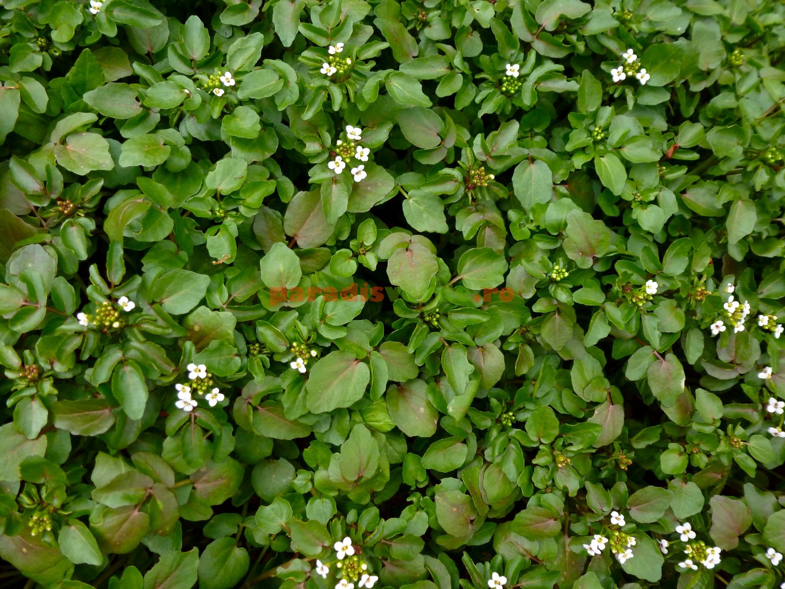 Năsturelul - mai mult fier decât spanacul, mai mult calciu decât ...
