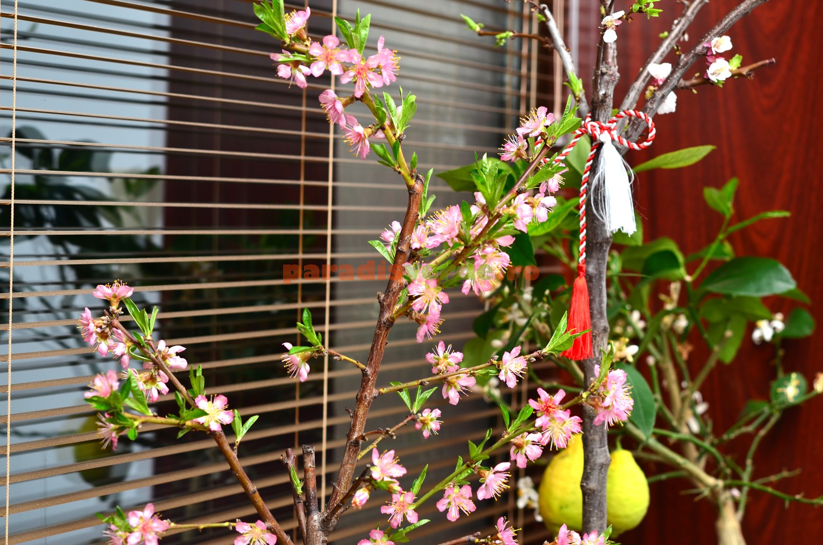 Pomi fructiferi care pot fi cultivați la bloc | Paradis Verde