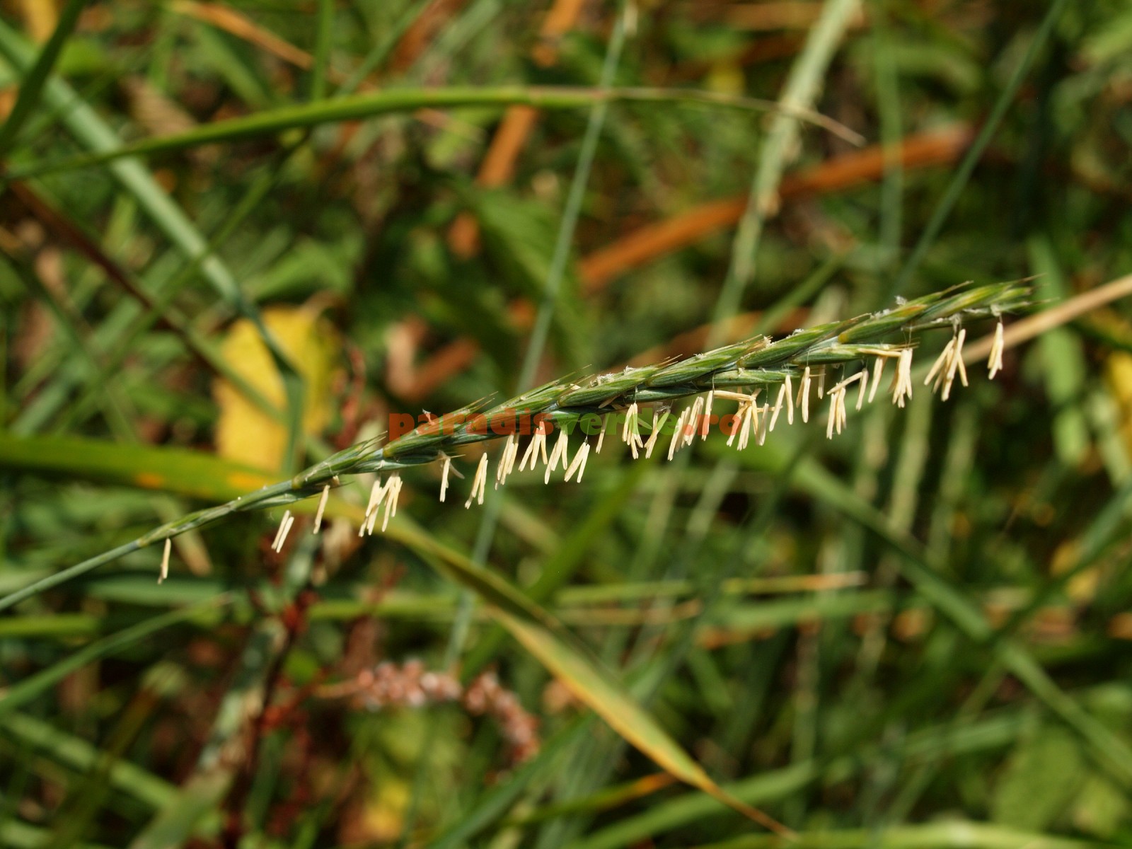Cât ne este de folos pirul pentru sănătate | Paradis Verde