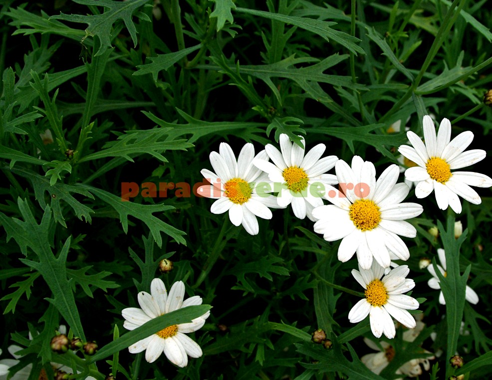 Piretrul, planta medicinală care combate oxiurii și limbricii | Paradis ...