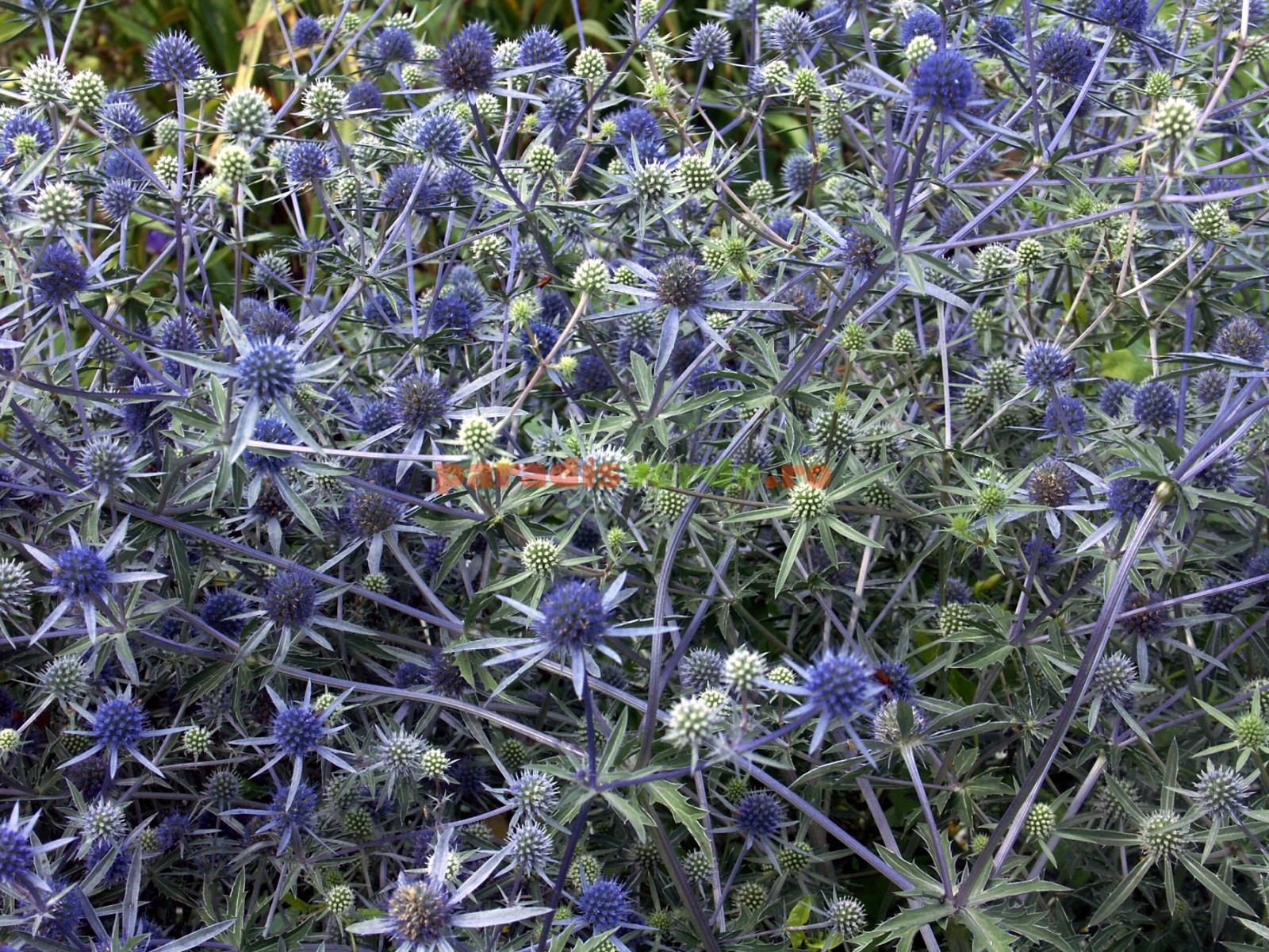 Folosiți scaiul-vânăt pentru tratarea tusei convulsive la copii ...