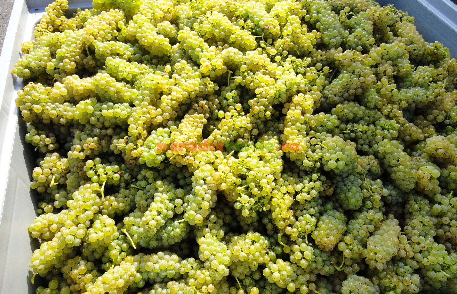 Riesling italian | Paradis Verde