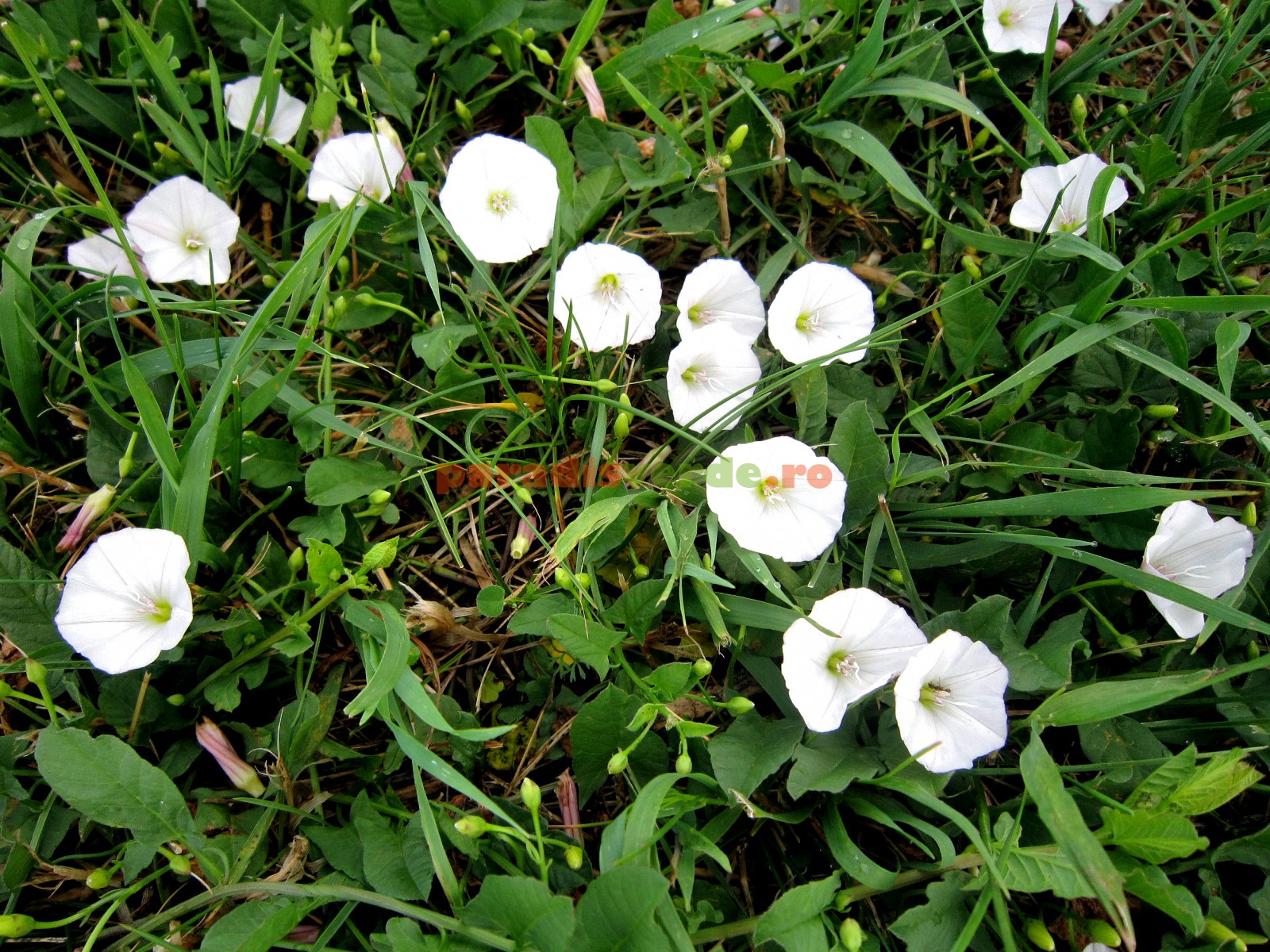 Volbura, cel mai eficient laxativ natural | Paradis Verde