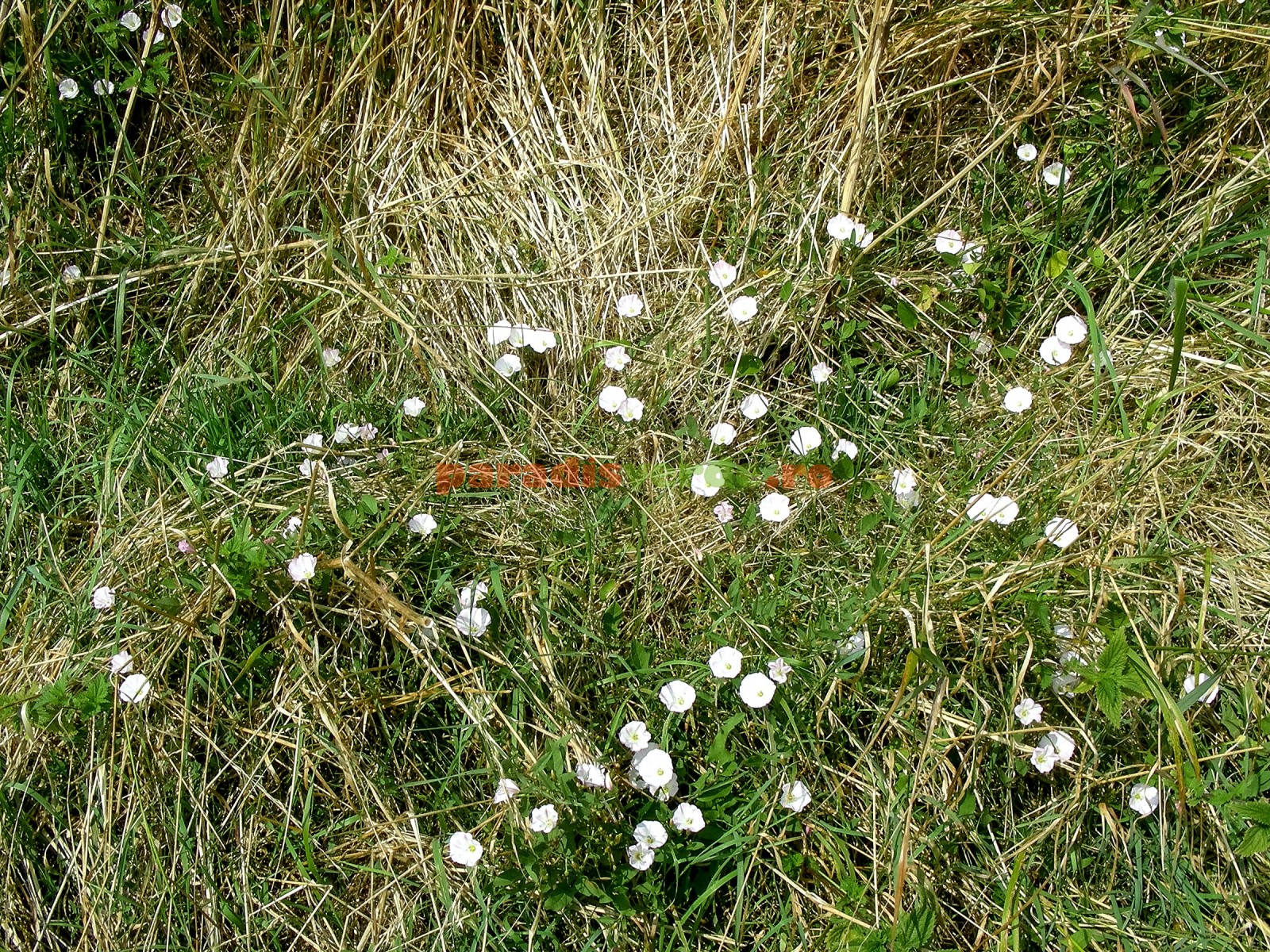 Volbura, cel mai eficient laxativ natural | Paradis Verde
