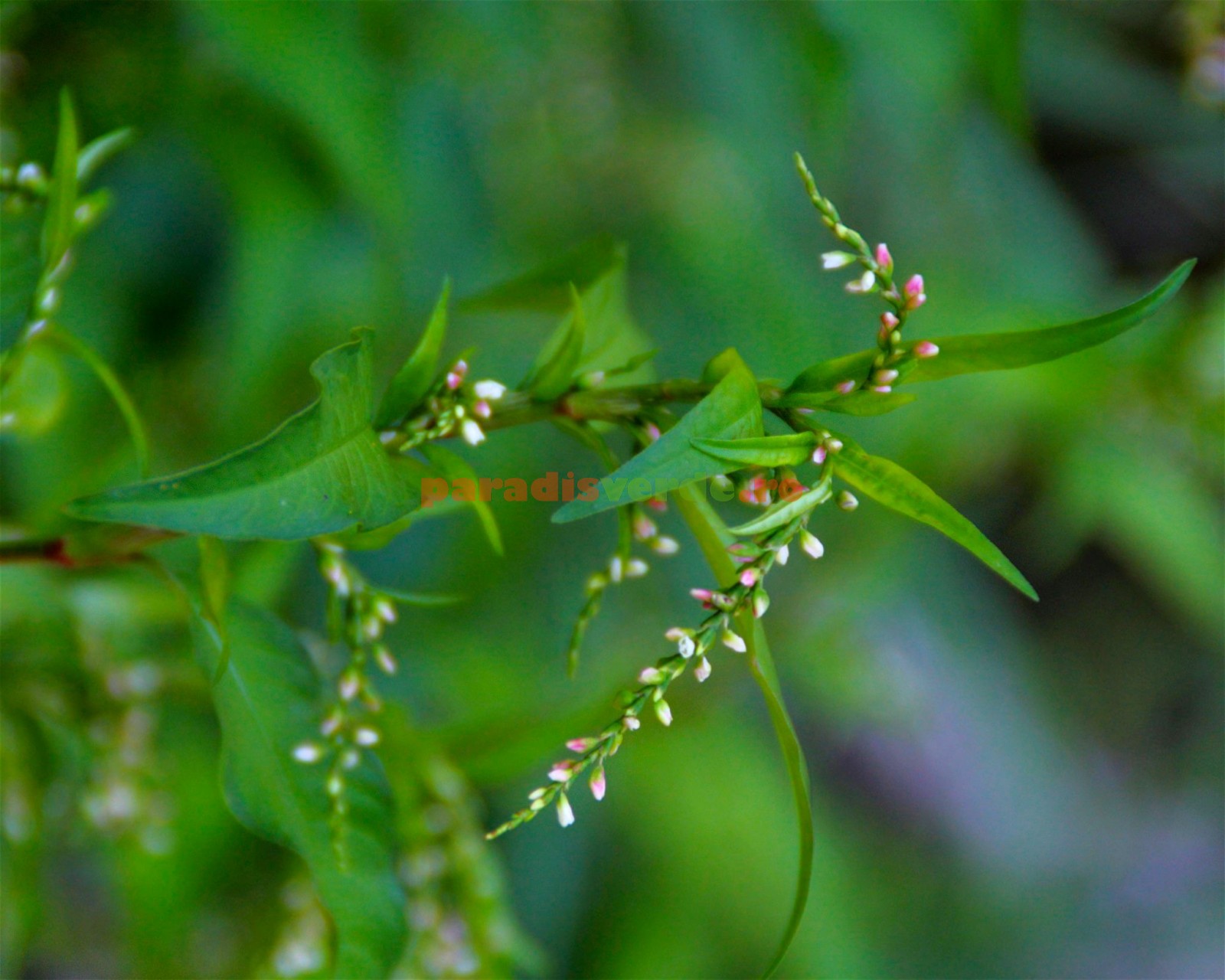 Un hemostatic de excepție și la îndemâna oricui - Piperul bălții ...