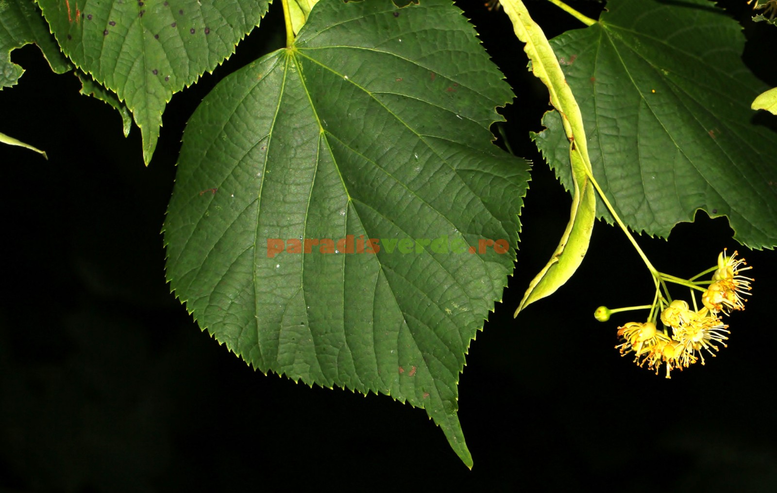 acuminat | Paradis Verde