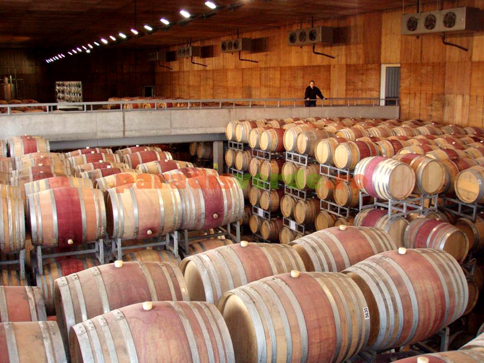 Cramele Halewood | Paradis Verde