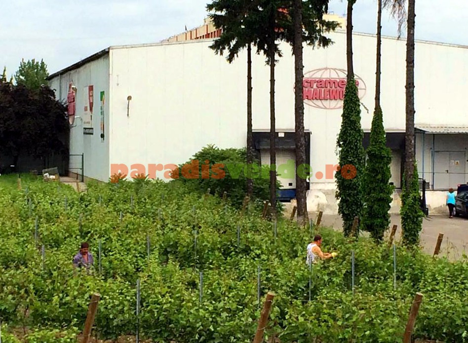 Cramele Halewood | Paradis Verde