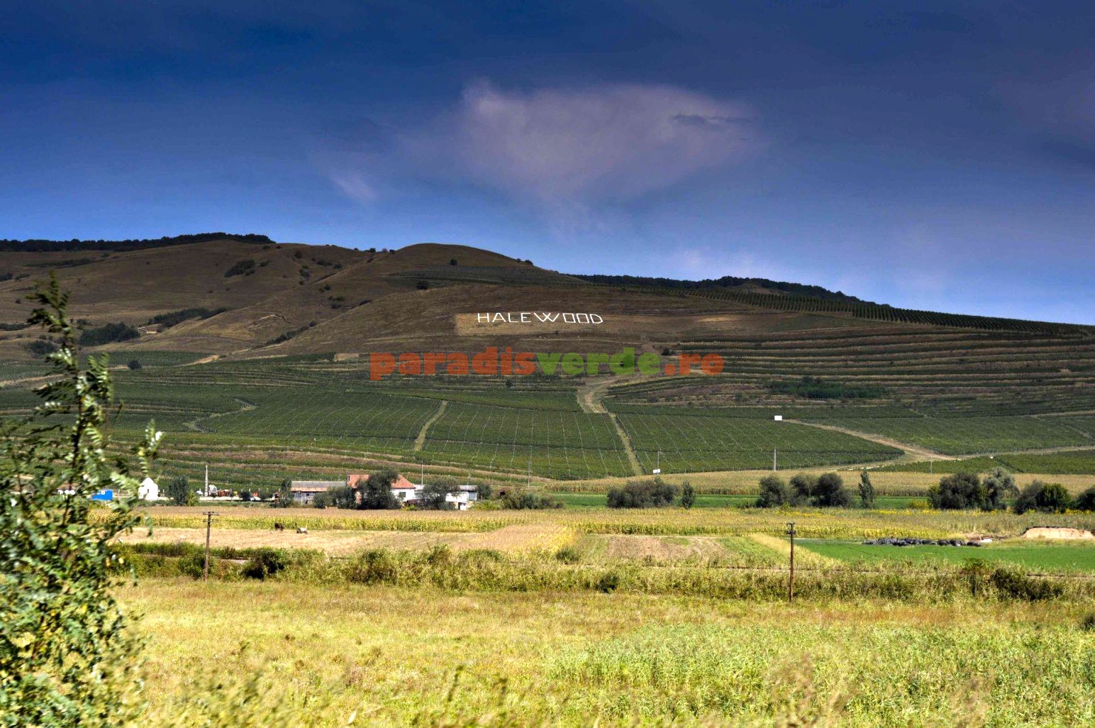 Cramele Halewood | Paradis Verde