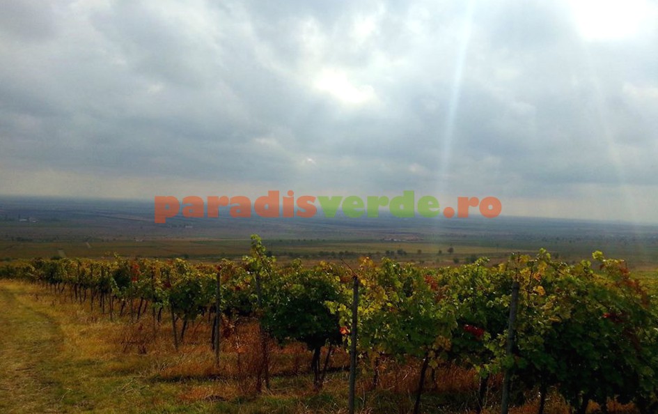 Cramele Halewood | Paradis Verde