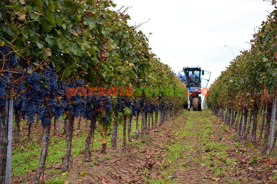 Cramele Recaș | Paradis Verde