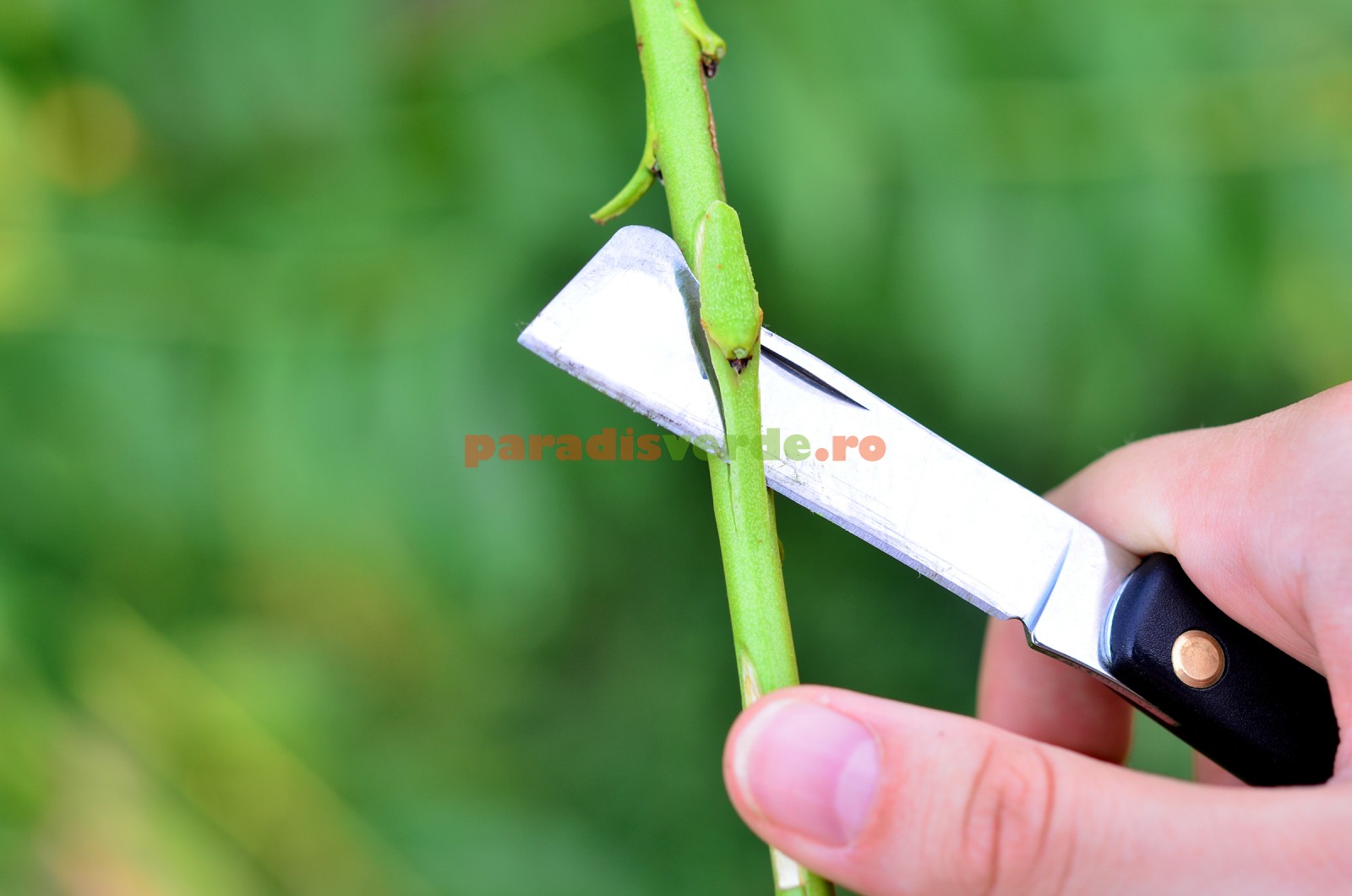 cuțit de altoit | Paradis Verde
