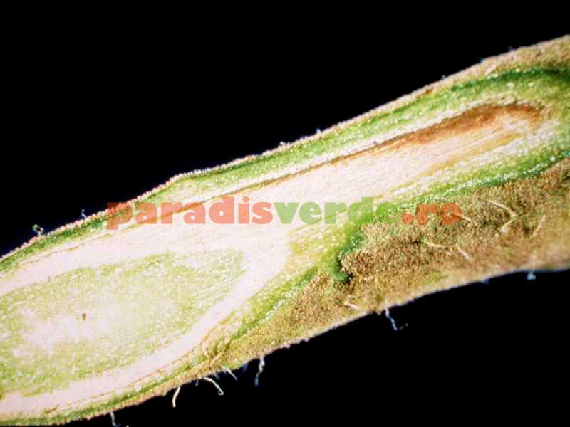 Boala care cauzează misterioasa ofilire a tomatelor. Afectează 50% din ...