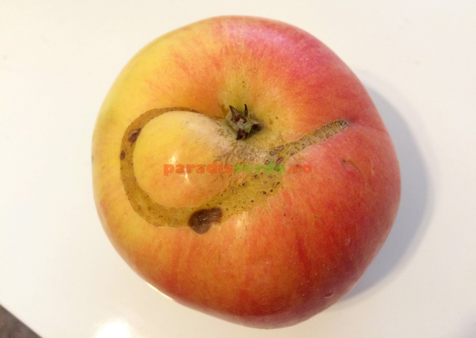 Tratamente și lucrări la măr când fructul este cât o alună | Paradis Verde