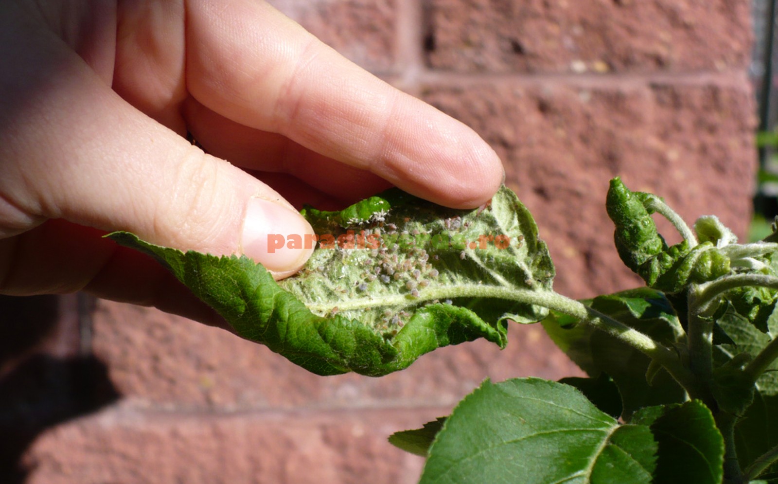 Păduchele verde al mărului. Cum îi depistăm timpuriu prezența și cum se ...