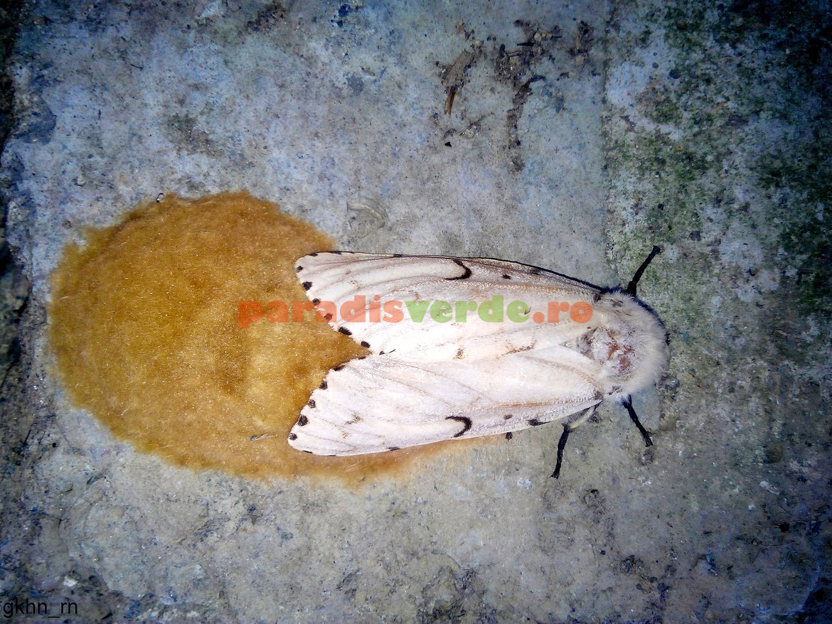 Omida păroasă a stejarului - foarte periculoasă pentru livezile de ...