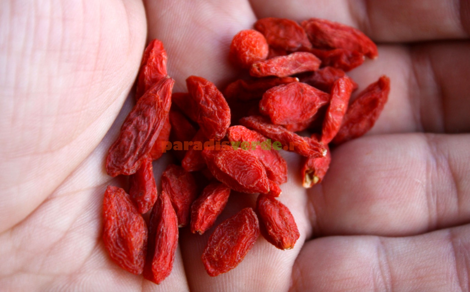 Beneficiile puțin cunoscute ale consumului de goji | Paradis Verde