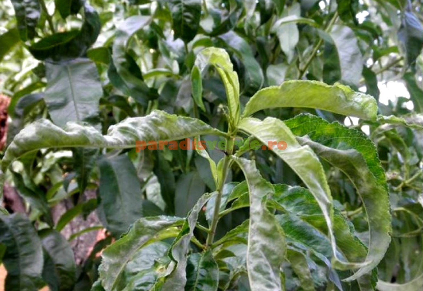 Făinarea piersicului: anii cei mai predispuși la această boală ...