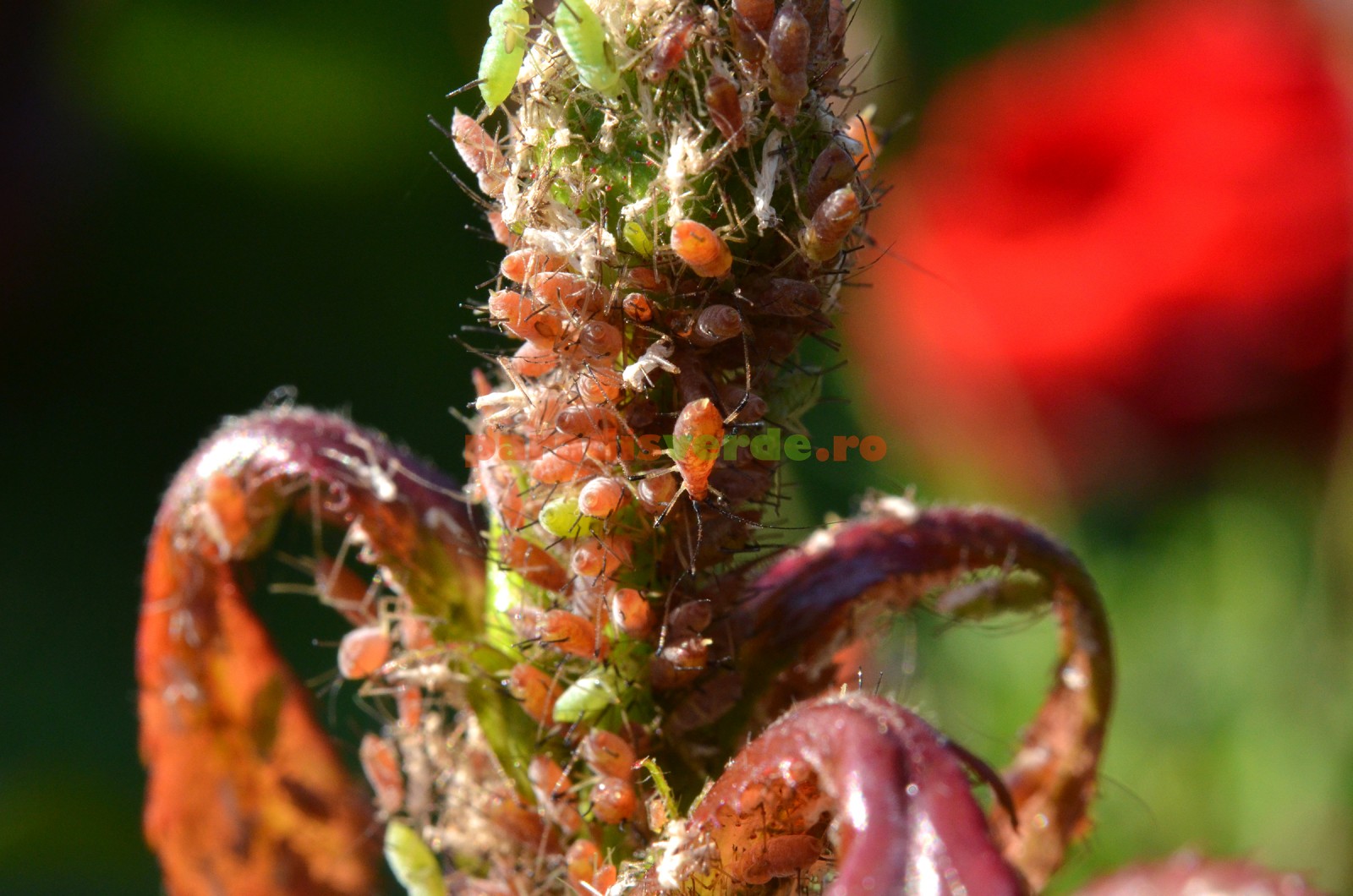 Familia afidelor - păduchii aproape nelipsiți de pe orice plantă ...