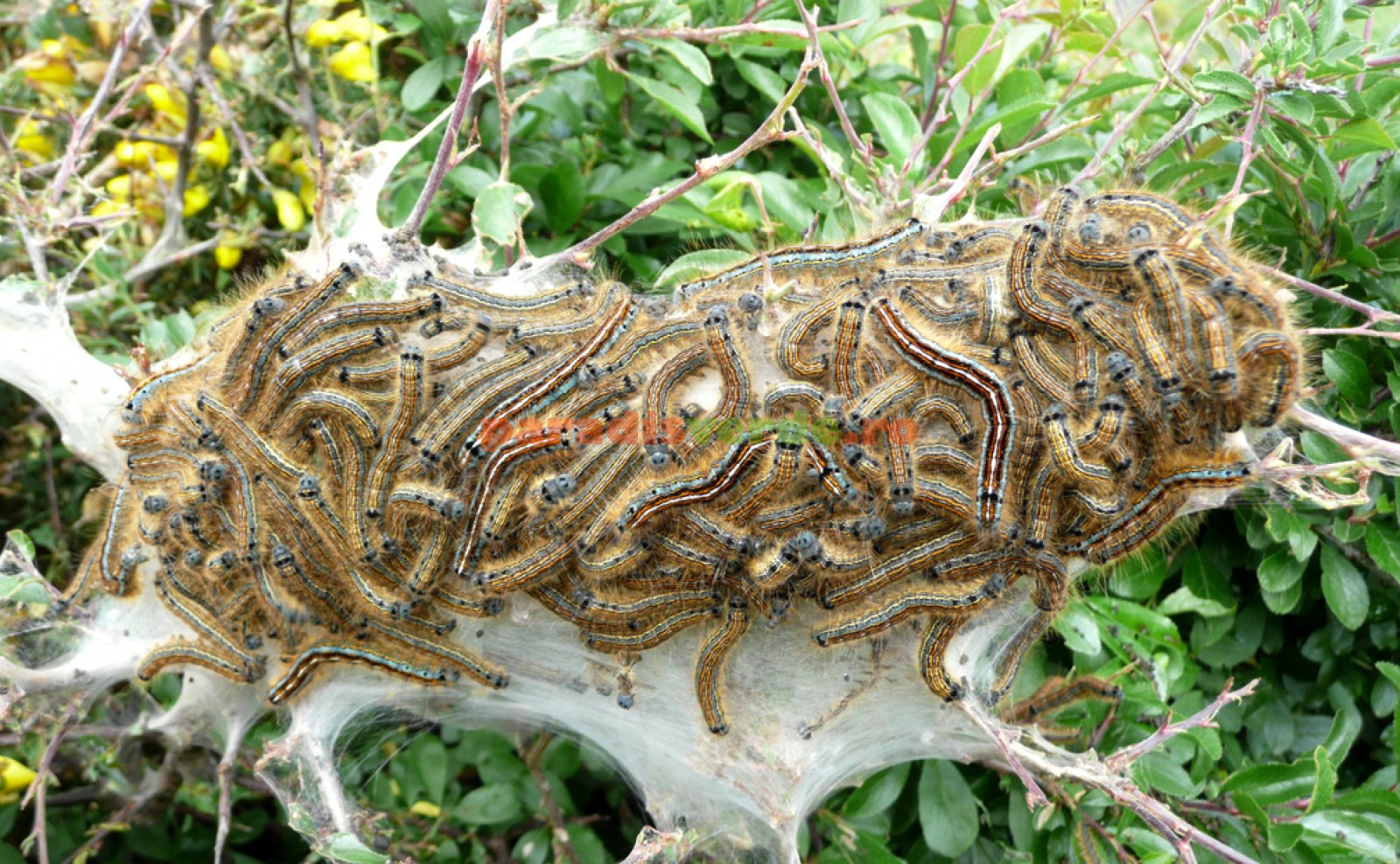 Lucrări și tratamente la prun la înfoierea corolei (buton alb ...