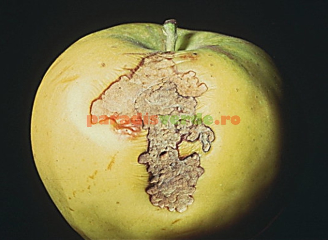 Tratamente și lucrări la măr când fructul atinge jumătate din ...