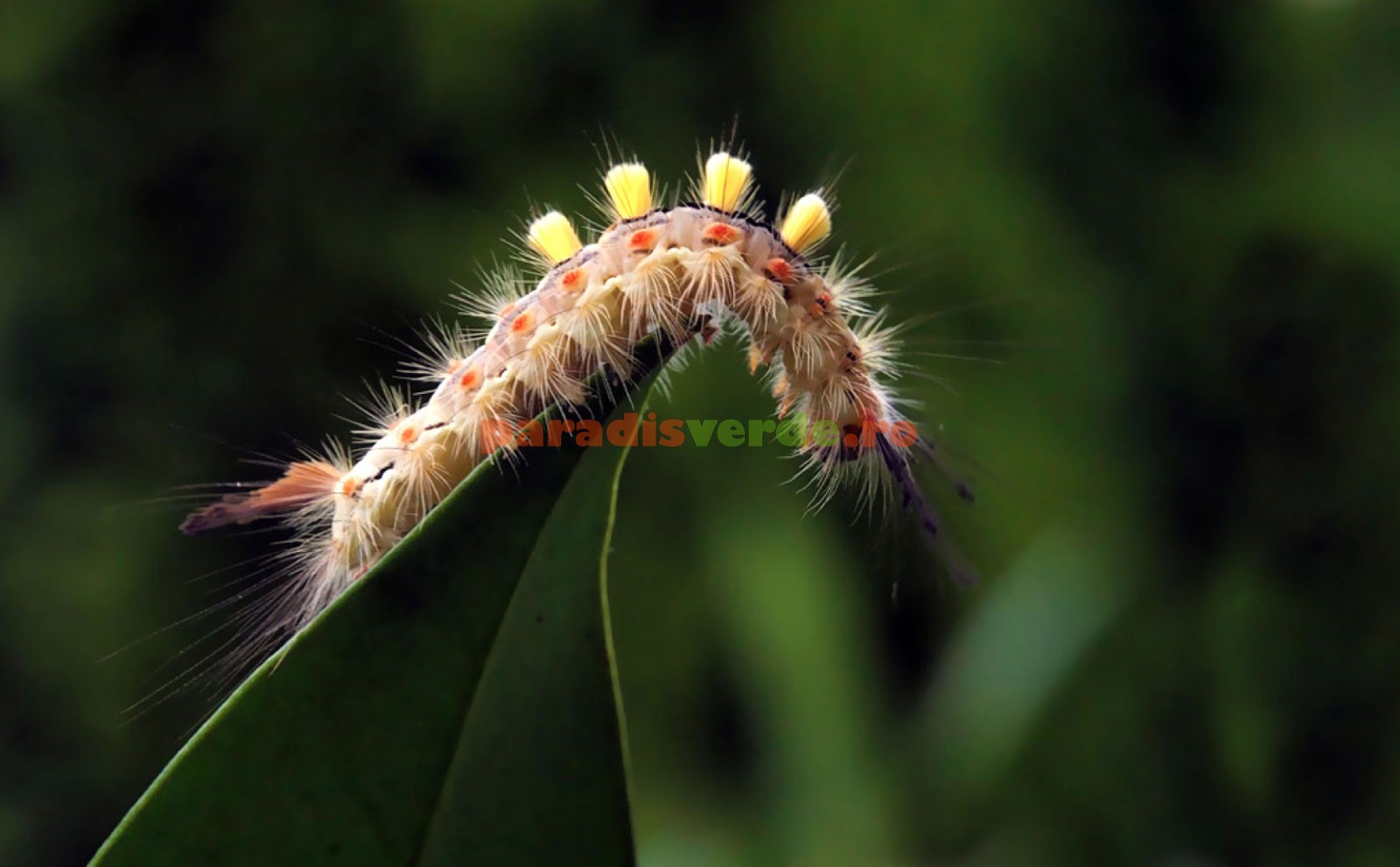 Omida cu smocuri galbene, dăunător ocazional la măr și prun | Paradis Verde