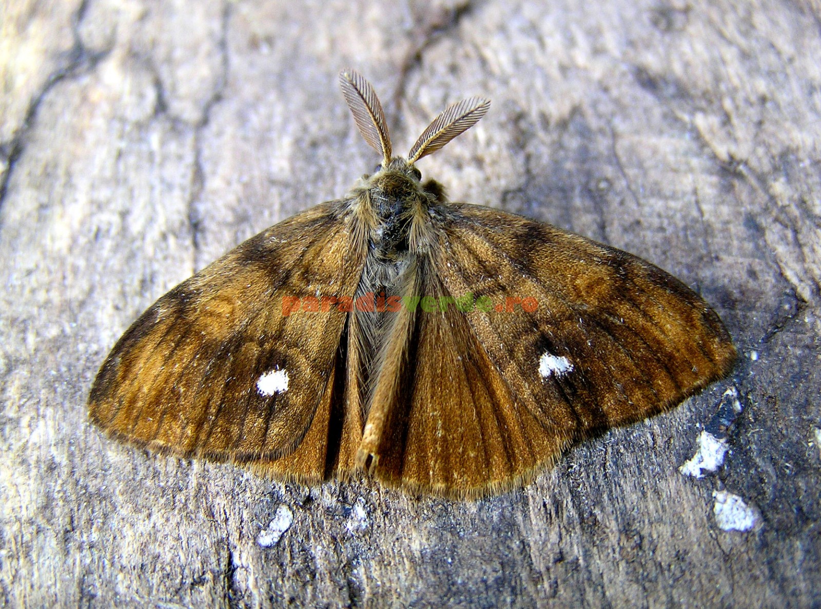 Omida cu smocuri galbene, dăunător ocazional la măr și prun | Paradis Verde