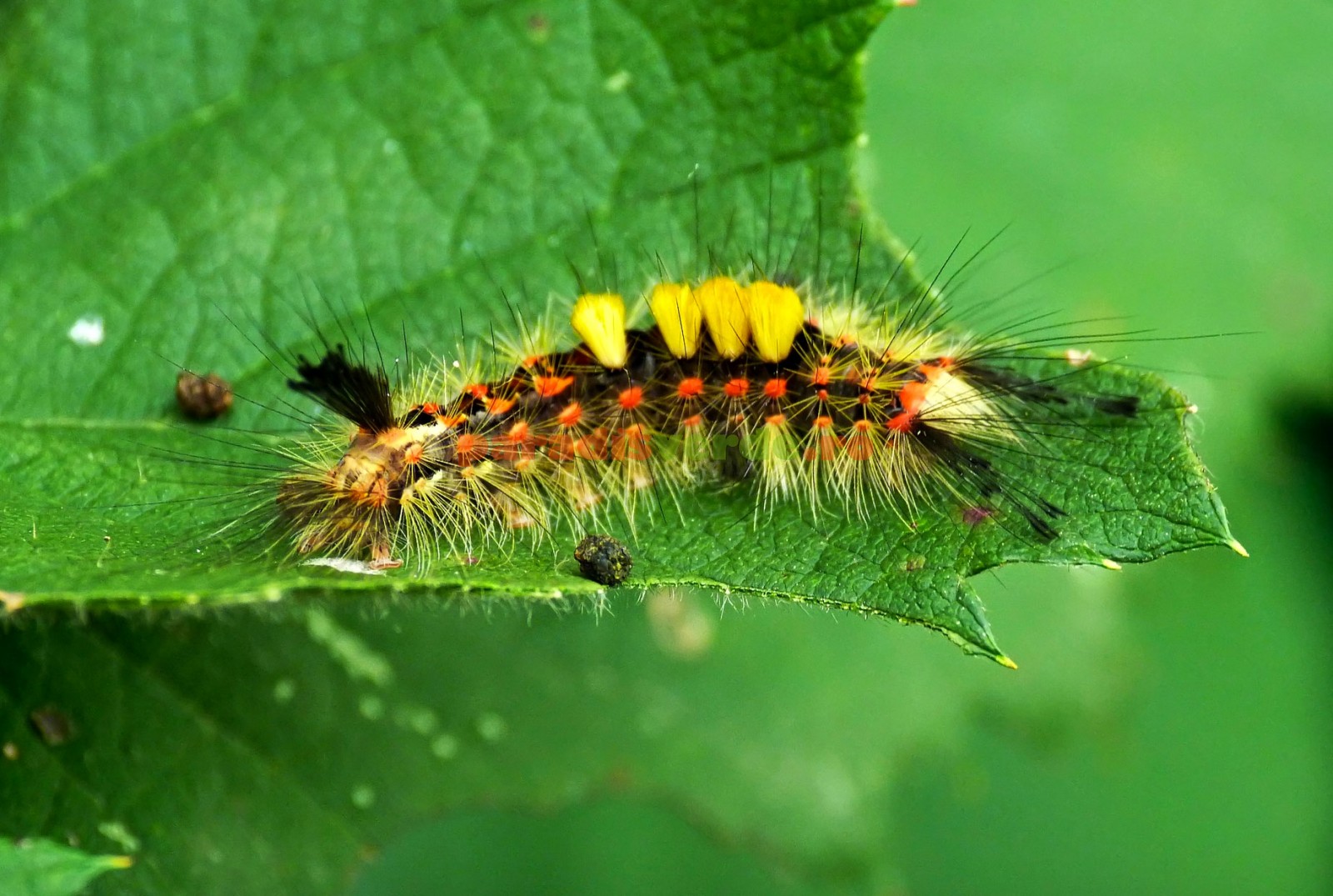 Omida cu smocuri galbene, dăunător ocazional la măr și prun | Paradis Verde