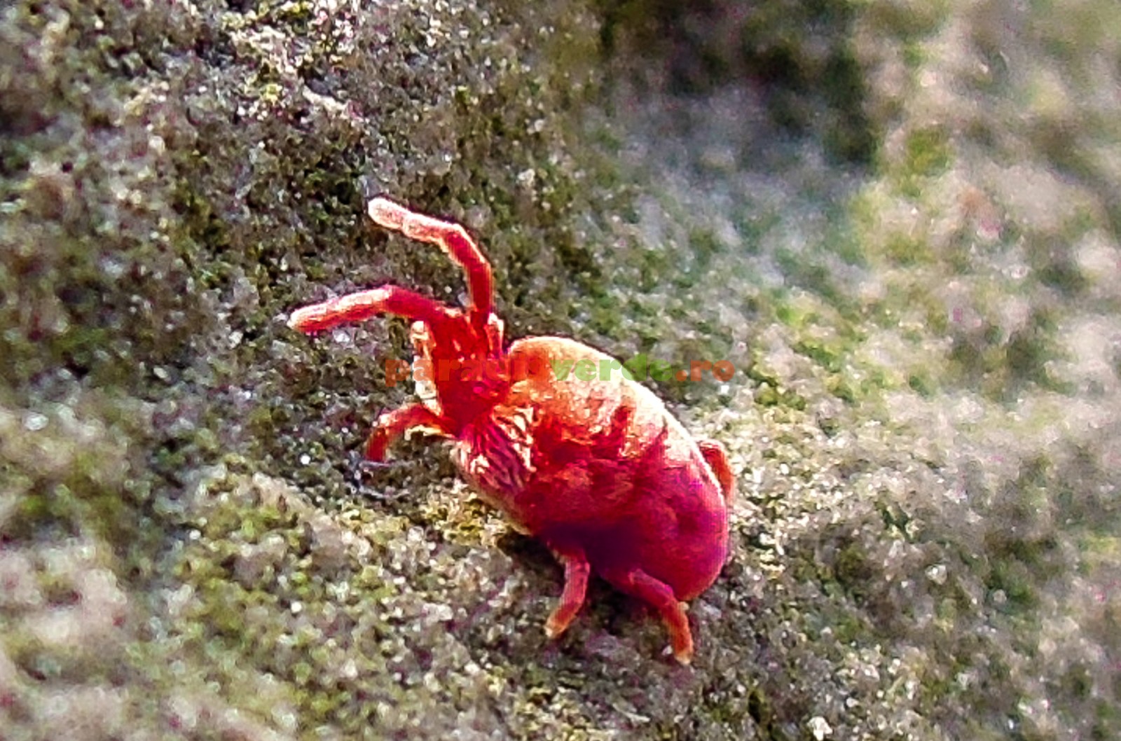 Vertimec 1,8 EC | Paradis Verde