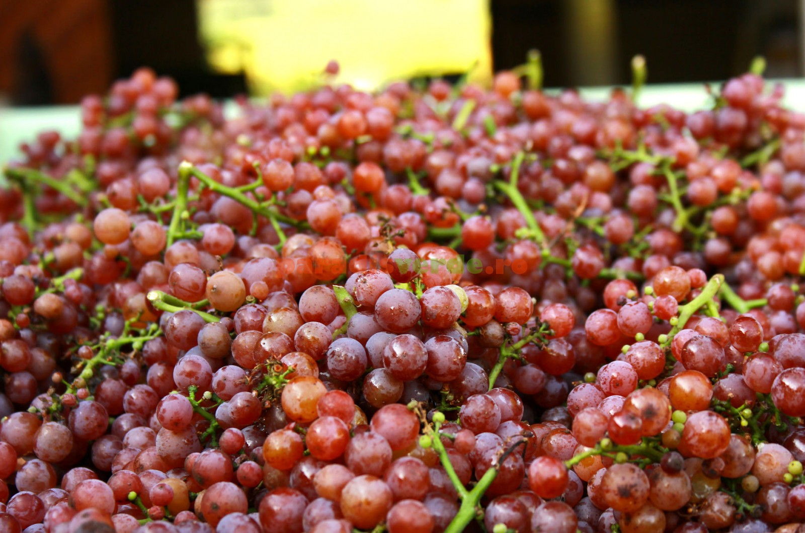 Traminer | Paradis Verde