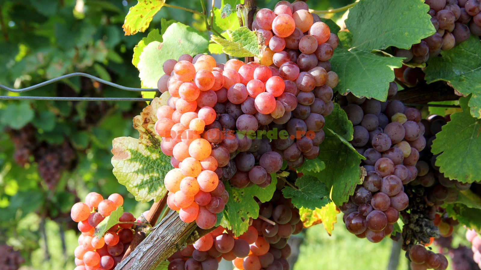 Traminer | Paradis Verde