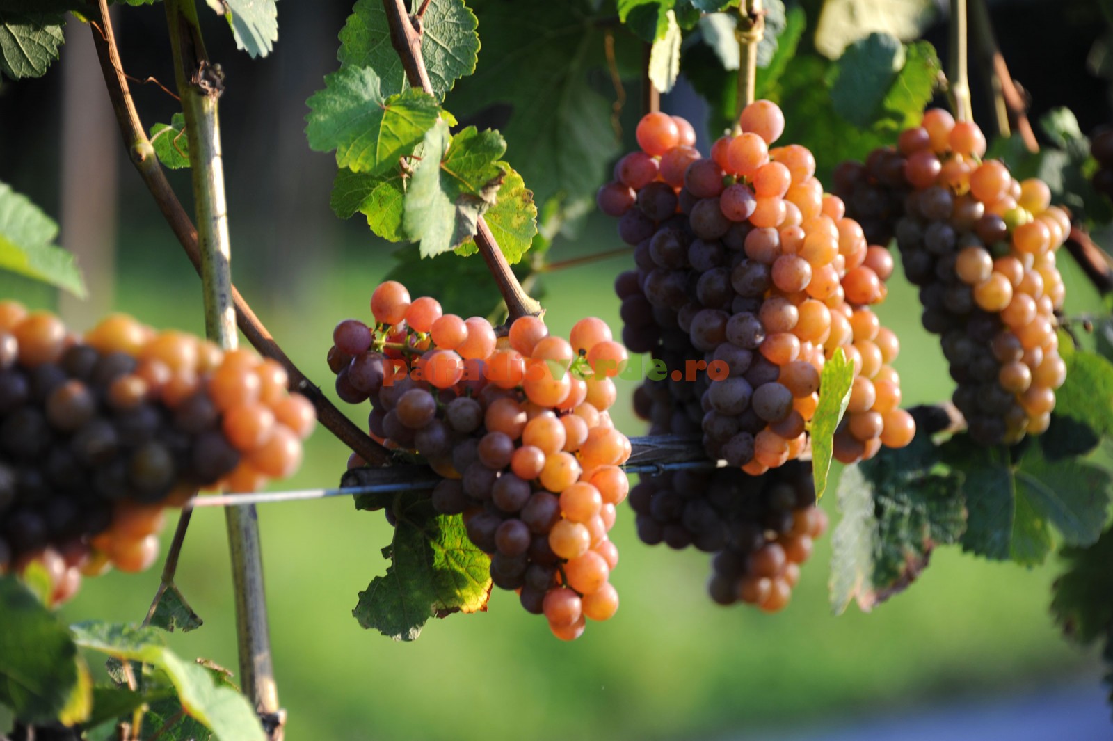 Traminer | Paradis Verde