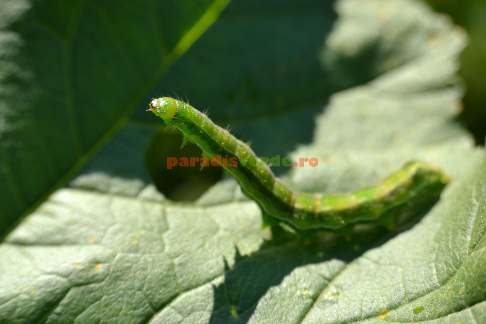 Omida fructificațiilor: diferite înfățișări, dar aceeași poftă de ...