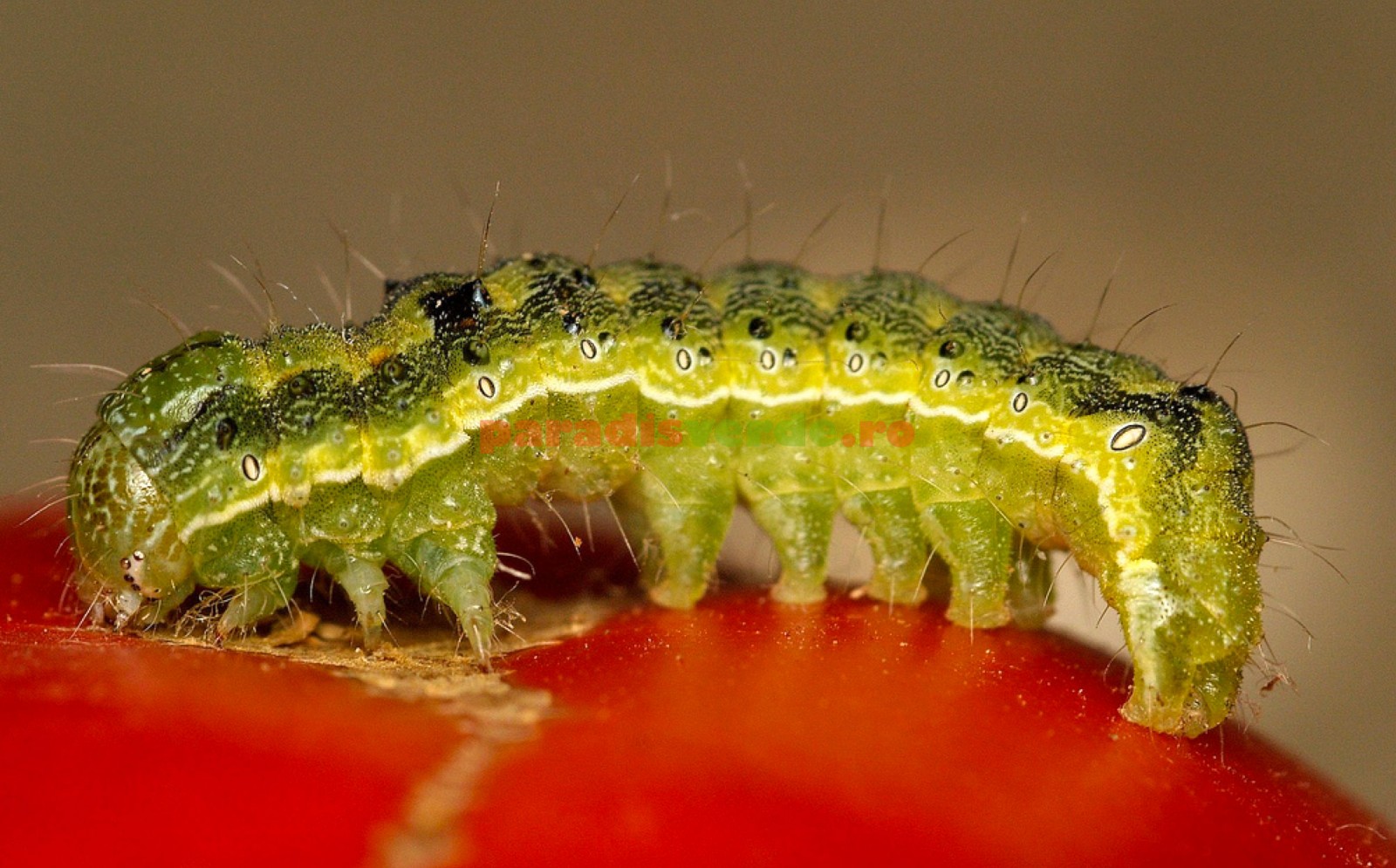 Lucrări și tratamente la TOMATE, de la plantarea răsadurilor până la ...