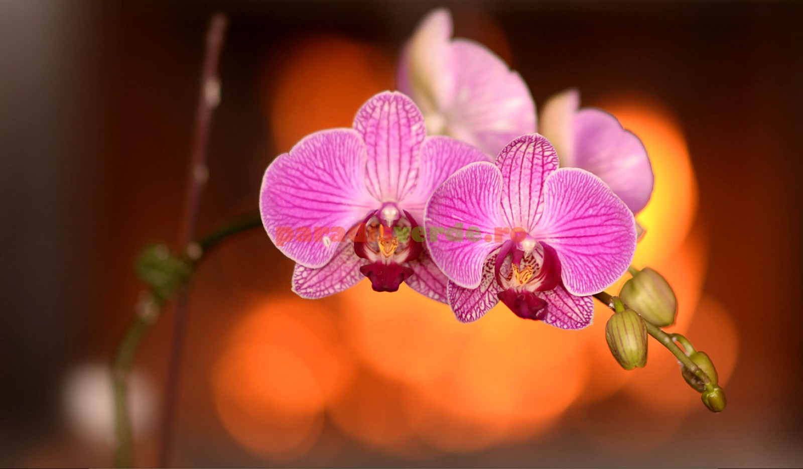 Cum faci orhideea să înflorească într-o anumită culoare | Paradis Verde