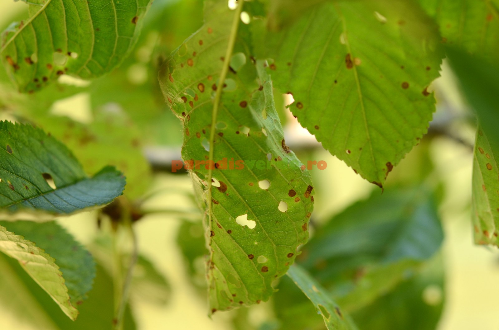 Ciuruirea frunzelor pomilor sâmburoși: recunoaștere, prevenire și ...