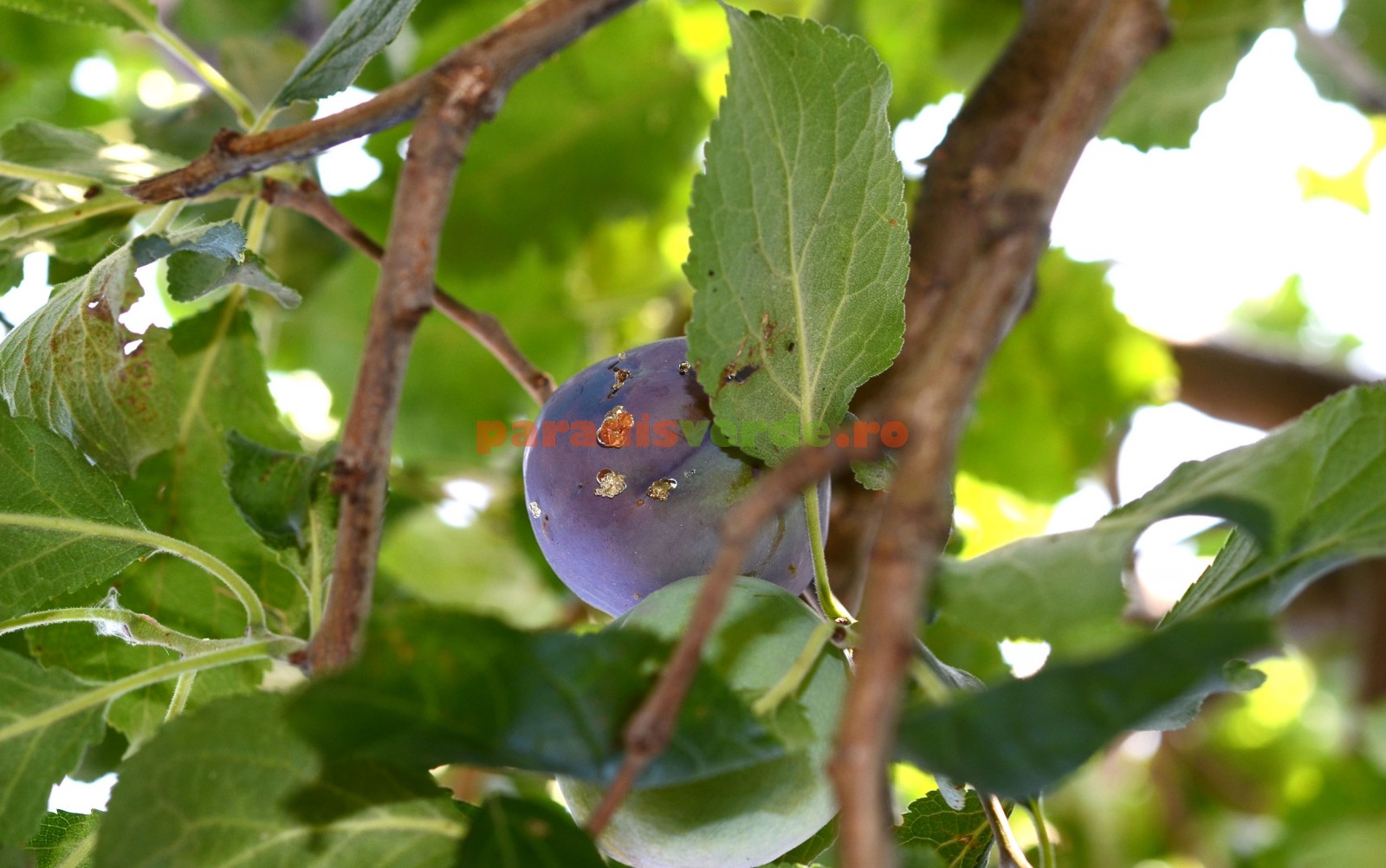 Prunele cu clei: de ce cad și cum se previne asta | Paradis Verde