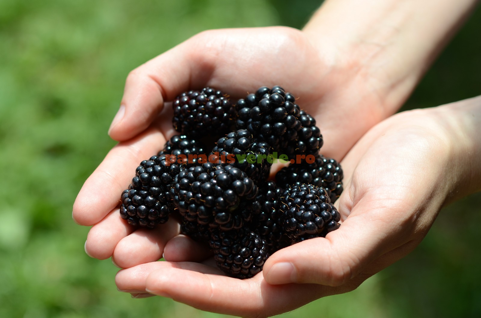 De ce-şi merită murul locul în grădină | Paradis Verde