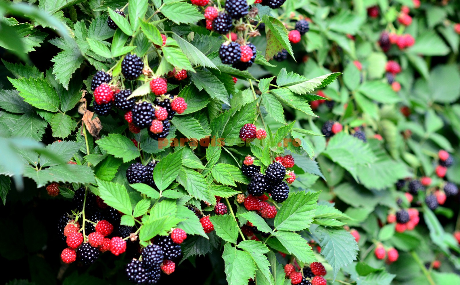 De ce-şi merită murul locul în grădină | Paradis Verde