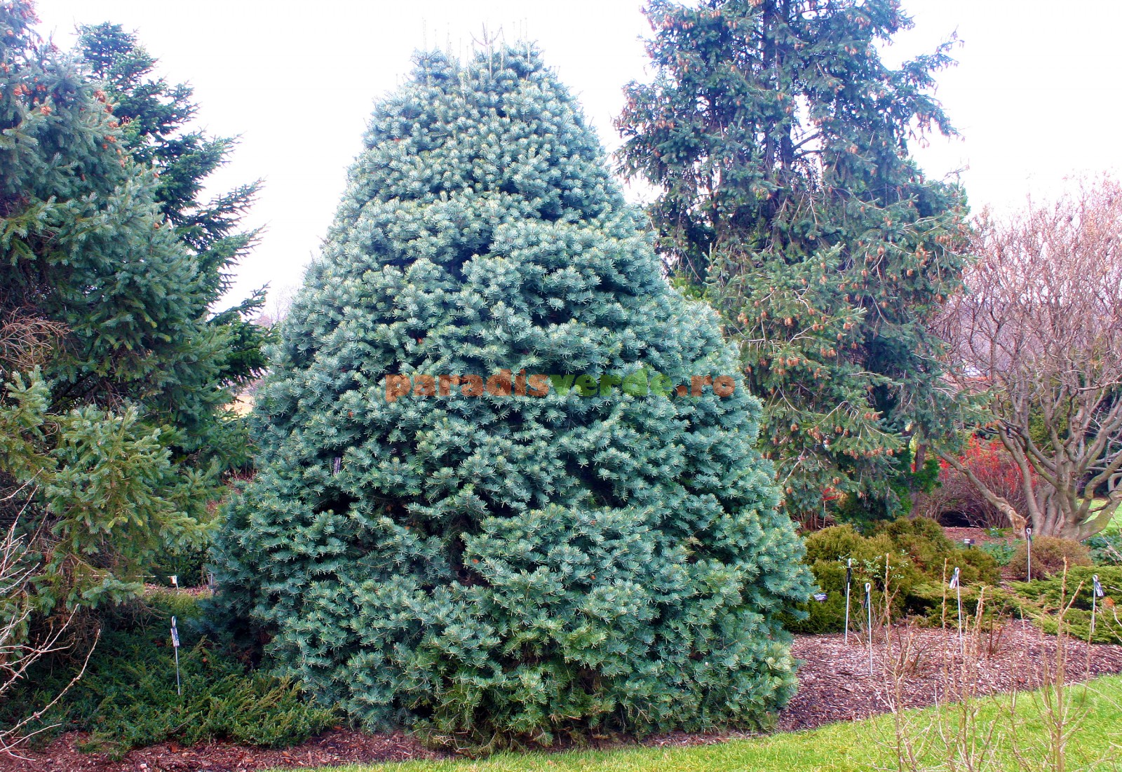 5 varietăți de brad ornamental care se dezvoltă bine în climatul din ...