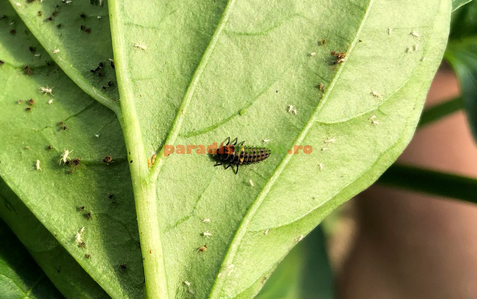 Buburuza, spaima insectelor dăunătoare | Paradis Verde