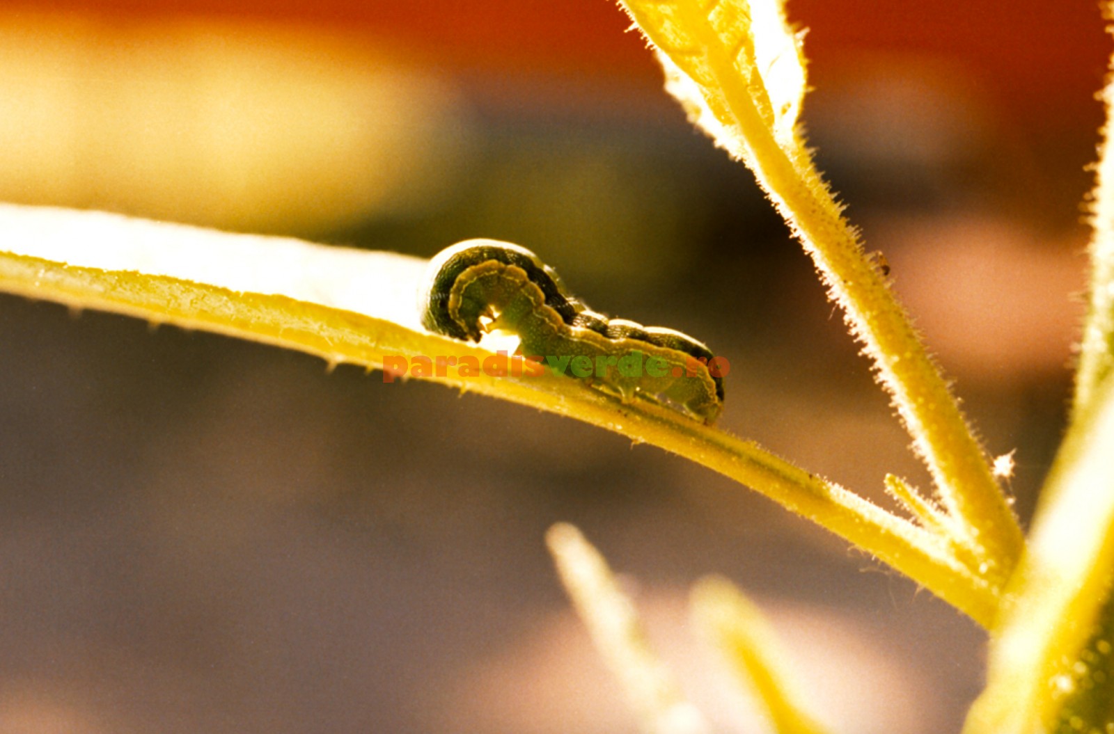 insecticide | Paradis Verde