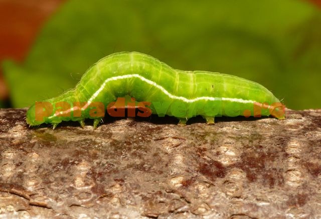 Buha gamma (Plusia spp.) | Paradis Verde