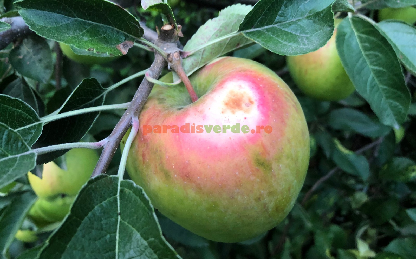 Un simptom ciudat apărut în august, pe mere. Explicația? | Paradis Verde