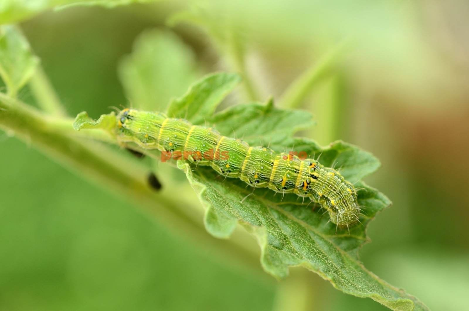 Omida fructificațiilor: diferite înfățișări, dar aceeași poftă de ...